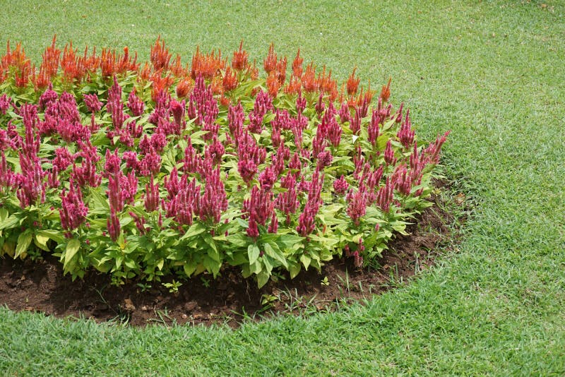 Cockscomb Flower in the Garden Stock Photo - Image of park, growth ...