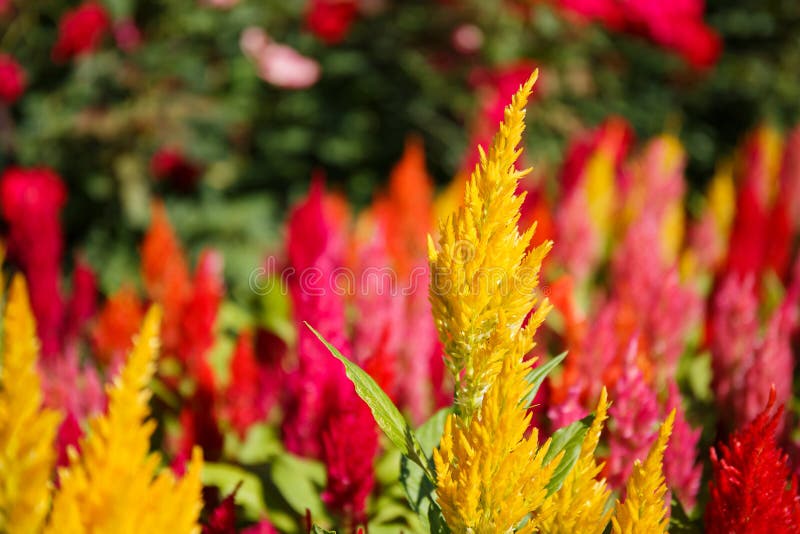 Cockscomb flower. stock photo. Image of celosia, flora - 87372882