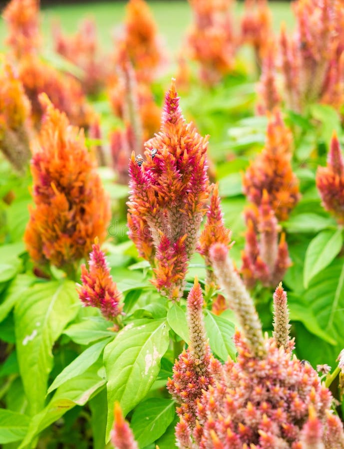 Cockscomb Flower Head Red Orange with Bees Stock Image - Image of ...