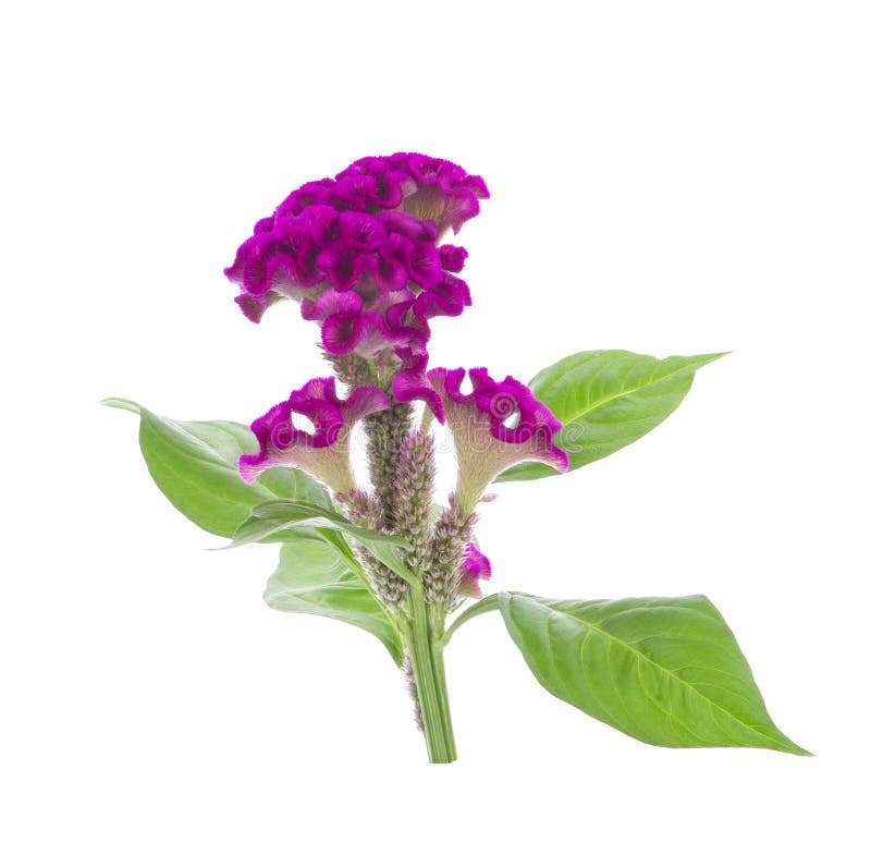 Cockscomb Flower Isolated on White Stock Photo - Image of colorful ...