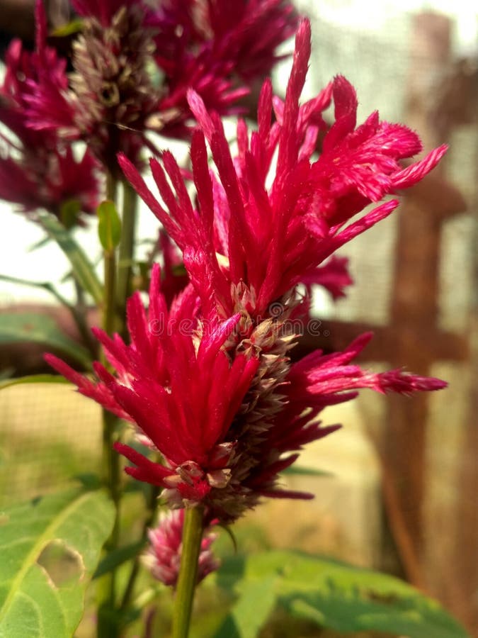 Flower Morog Stock Photos - Free & Royalty-Free Stock Photos from ...