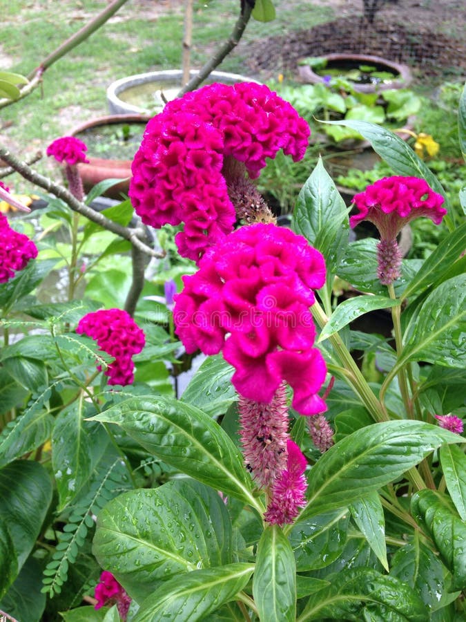 Cockscomb flower stock photo. Image of plant, pink, flower - 44662662