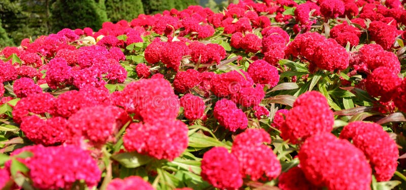 Cockscomb flower stock image. Image of flora, blossom - 84720969