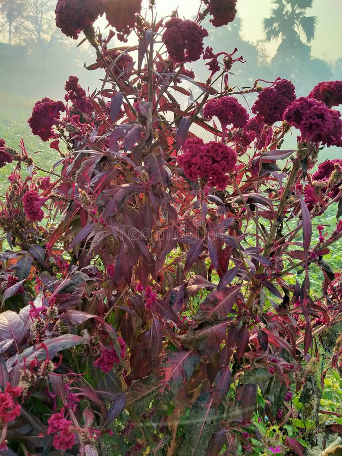 Cockscomb stock photo. Image of plant, cockscomb, nature - 2978614