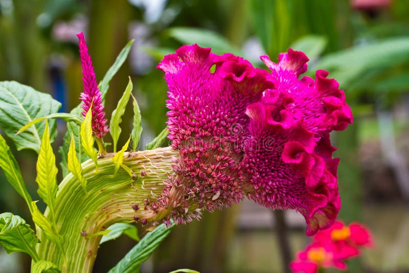 Cockscomb flower stock photo. Image of cristata, floral - 31605362