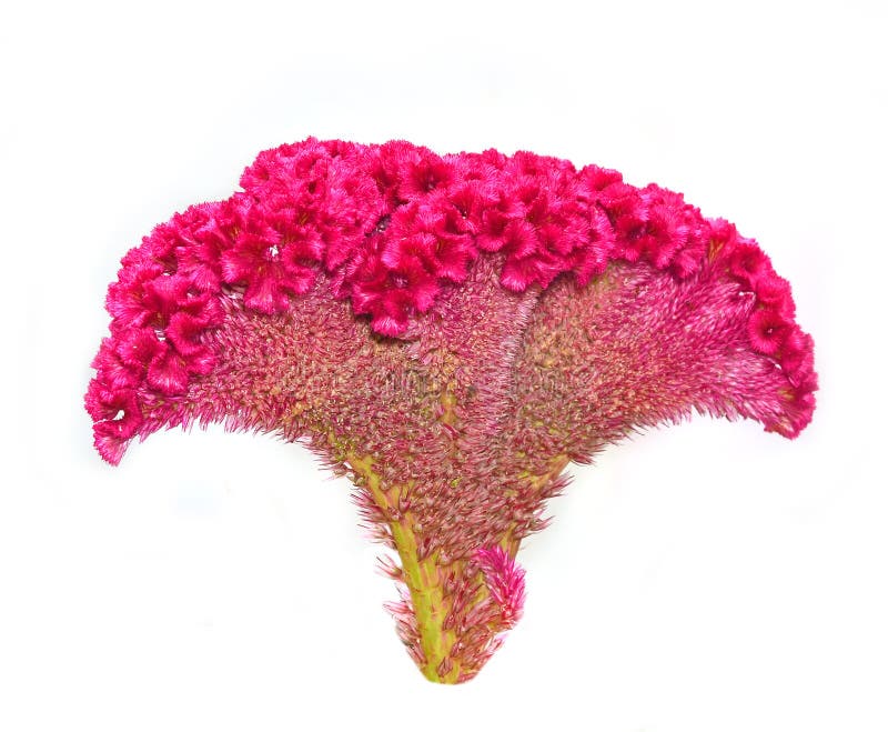 Beautiful Red Cockscomb Flower Isolated On White Stock Photo - Image of ...