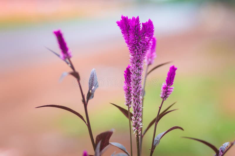 Cockscomb Flower Violet Color Stock Image - Image of leaves, spring ...