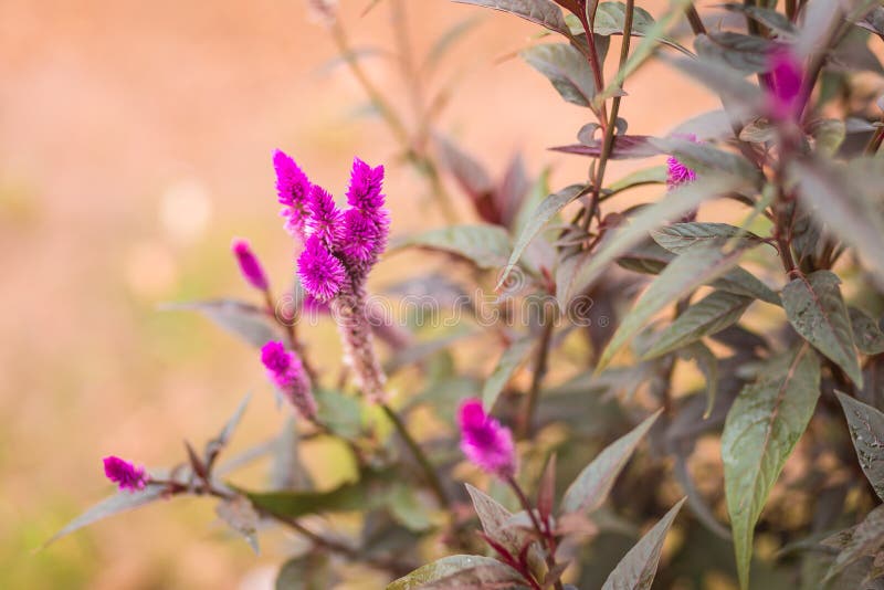 Cockscomb Flower Violet Color Stock Photo - Image of bloom, blue: 92629368