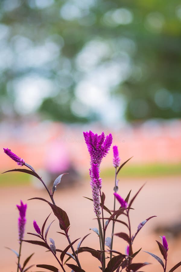 Cockscomb Flower Violet Color Stock Image - Image of bloom, beauty ...