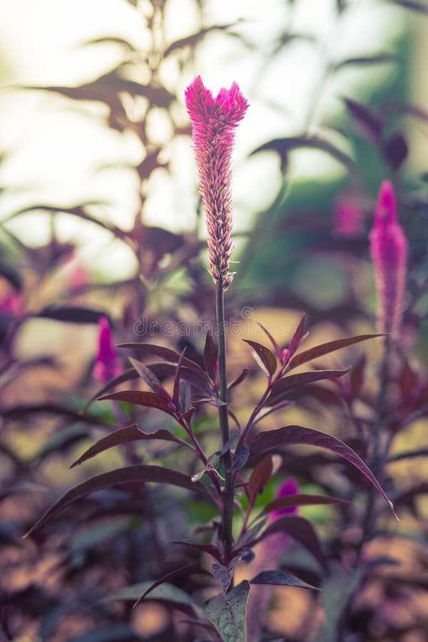 Cockscomb Flower Violet Color Stock Photo - Image of purple, cockscomb ...