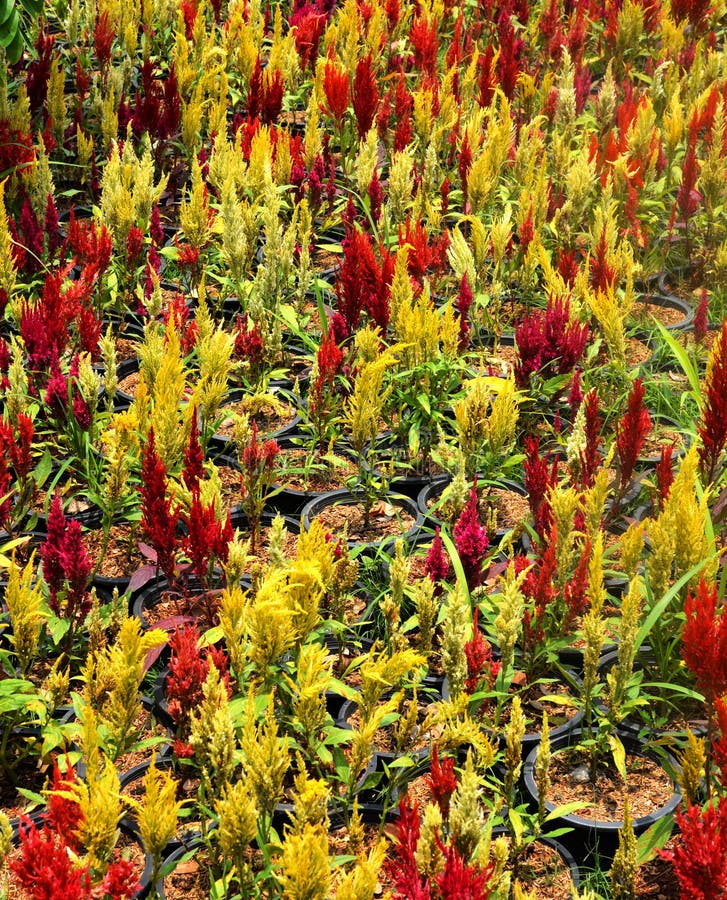 Orange Cockscomb flower stock photo. Image of background - 66817846