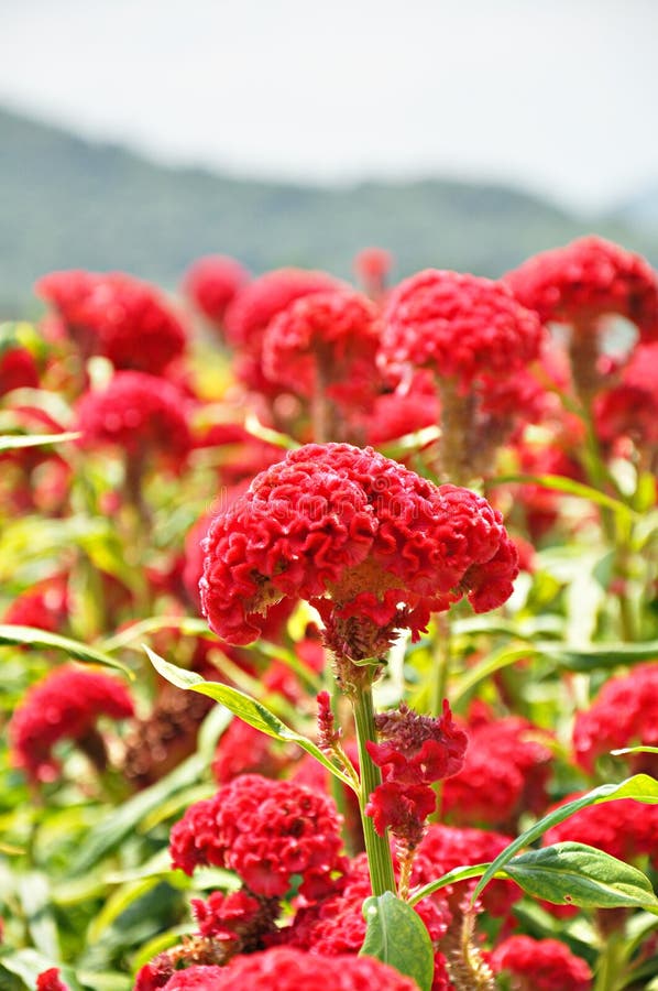 Cockscomb flowers stock photo. Image of flower, blooming - 27754034