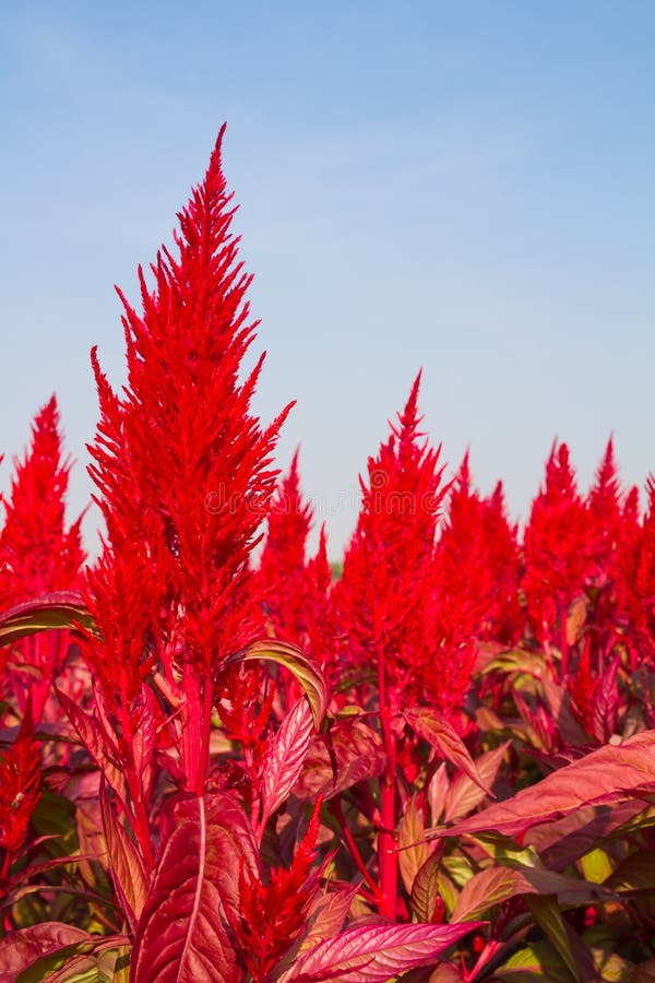 Cockscomb flowers stock photo. Image of botanical, botany - 36428622