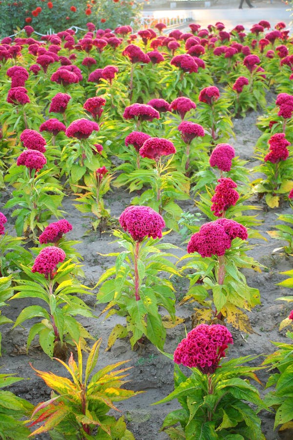 Cockscomb flowers stock photo. Image of plant, cockscomb - 45854088