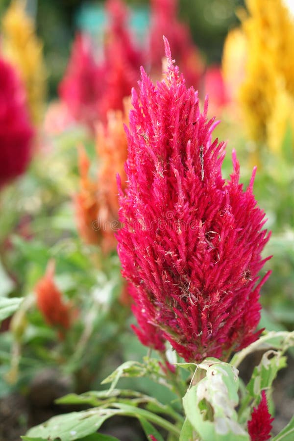 Cockscomb flowers. stock photo. Image of season, sunlight - 35478826