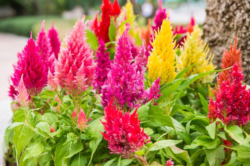 Cockscomb flowers stock photo. Image of botany, celosia - 47570922