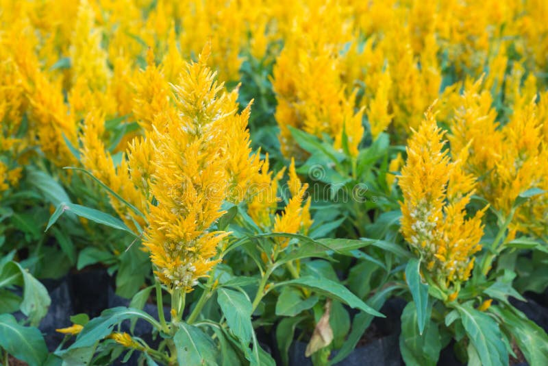 Cockscomb flowers stock photo. Image of colorful, celosia - 64776096