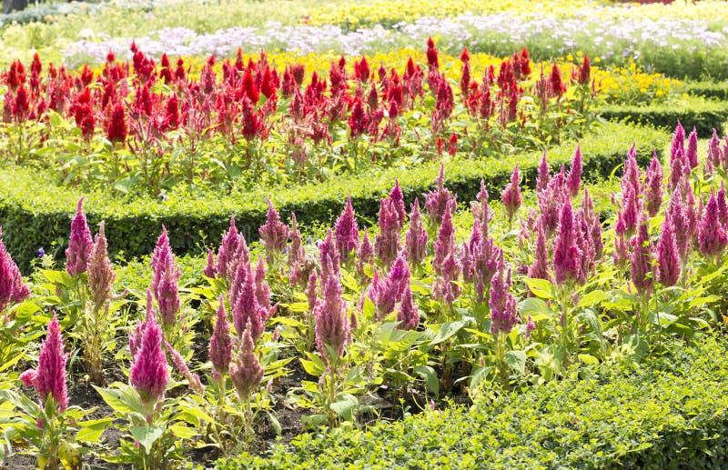 Cockscomb garden stock photo. Image of garden, nature - 48630156