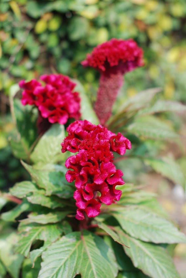 Cockscomb stock image. Image of closeup, floral, outdoor - 33718737
