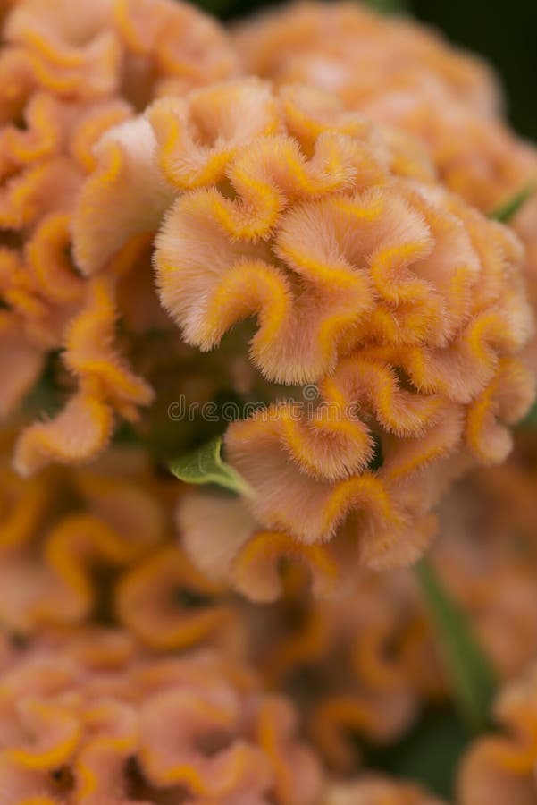 Cockscomb. stock photo. Image of bloom, detail, flora - 28533626