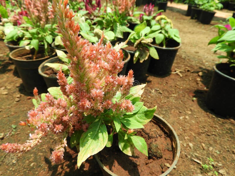 Cockscomb pot stock image. Image of tropical, nature - 112543485