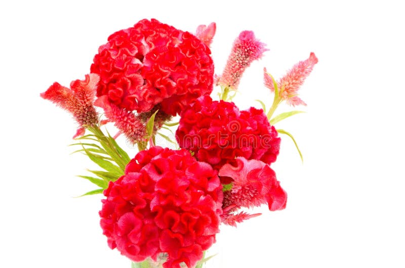 Cockscomb stock photo. Image of isolated, color, argentea - 33566744