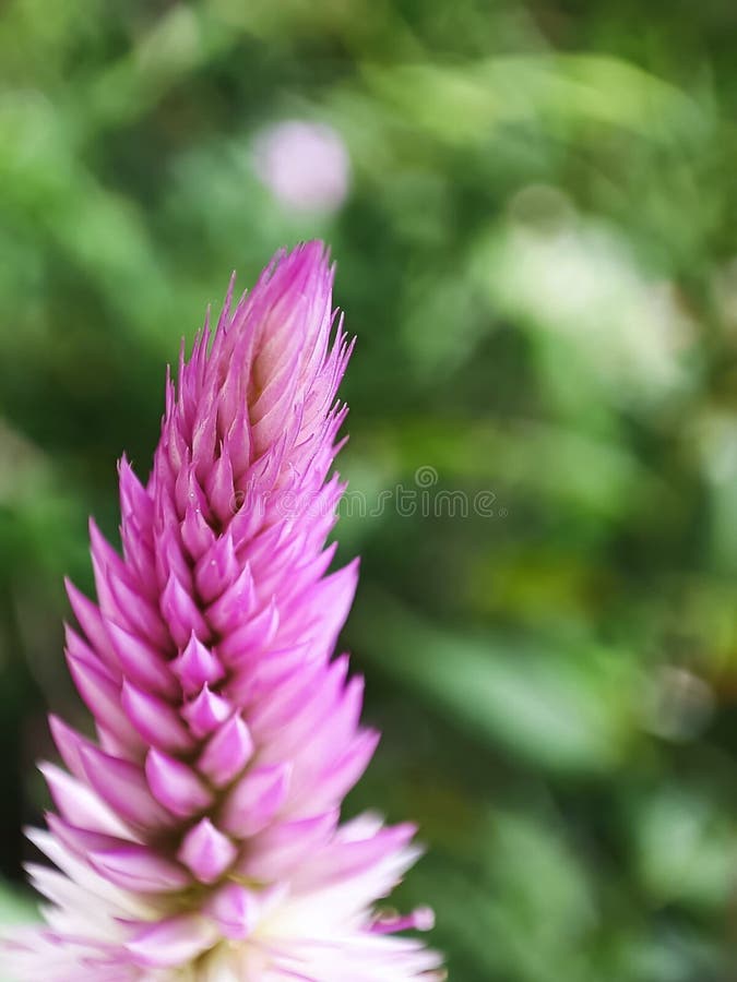 Cockscomb stock image. Image of grass, herb, leaf, pink - 257946517