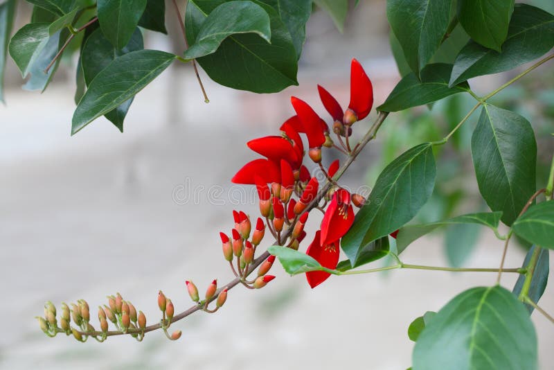 411 Cockspur Flower Stock Photos - Free & Royalty-Free Stock Photos ...