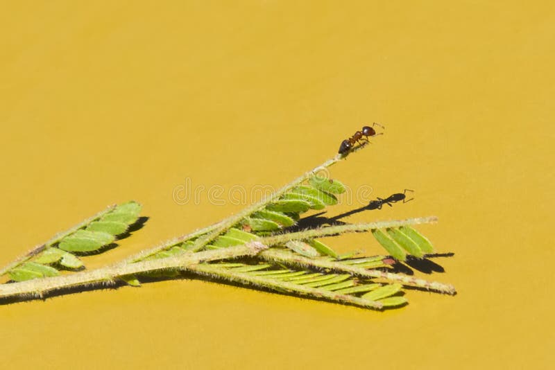 Cocktail Ant Balancing on Twig Stock Image - Image of balancing ...