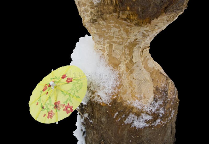 Cocktail for beaver. stock photo. Image of bark, green - 12278884