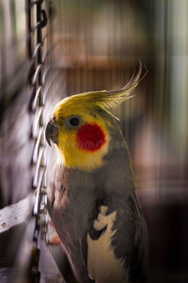 Female Cocktail Bird in Cage Stock Photo - Image of decoration, shadow ...