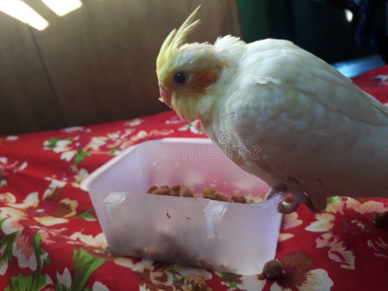 Cocktail bird eating food stock photo. Image of bird - 137074048