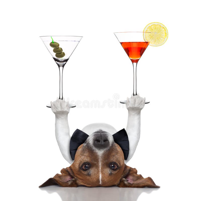Cheers dog stock photo. Image of refreshment, cocktail - 29366374