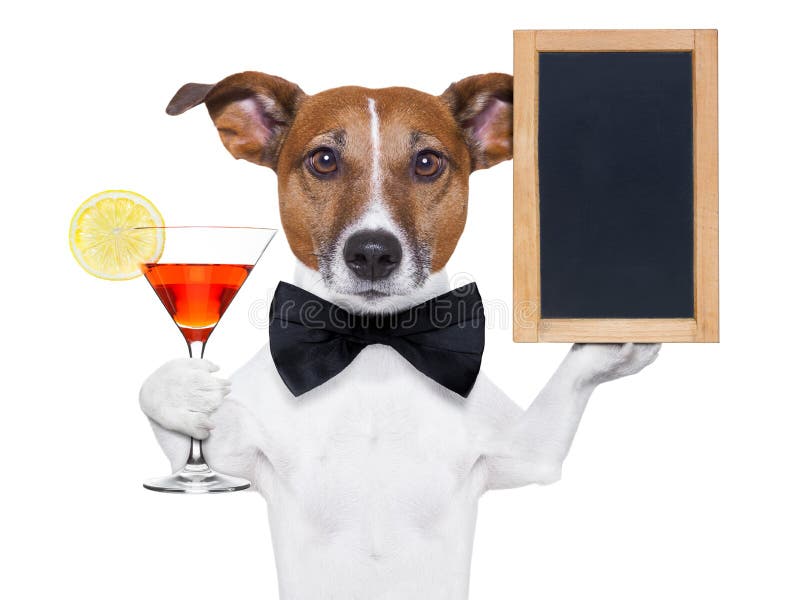 Funny cocktail dog stock photo. Image of cute, fresh - 29959182