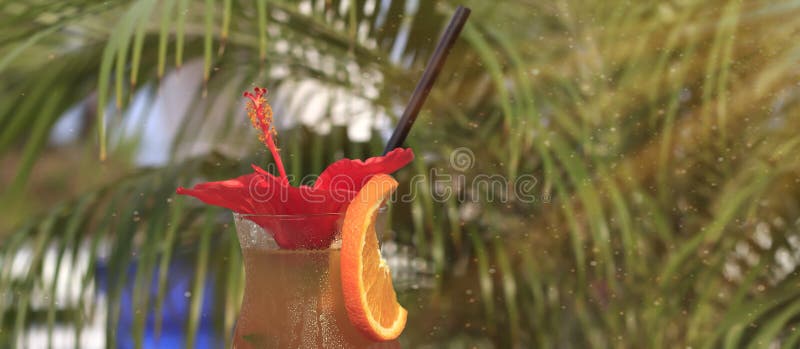 405 Cocktail Party Palm Trees Stock Photos - Free & Royalty-Free Stock ...