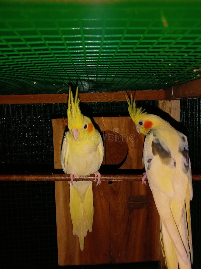 Cocktail lutino birds stock image. Image of size, breading - 239688701