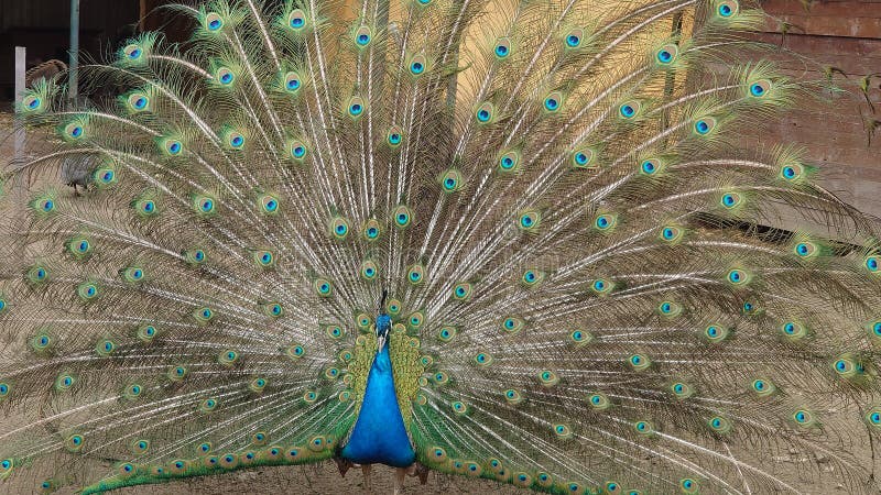 Cocky Male Peacock with Extended Colorful Tail Stock Photo - Image of ...