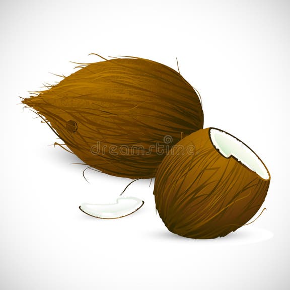 Coco ilustración del vector. Ilustración de coco, indio - 24813188