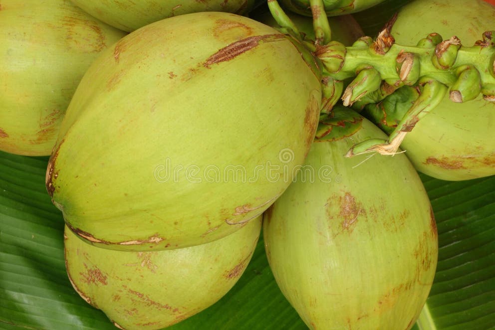 Coco foto de archivo. Imagen de flores, hojas, coma, cubo - 29667754