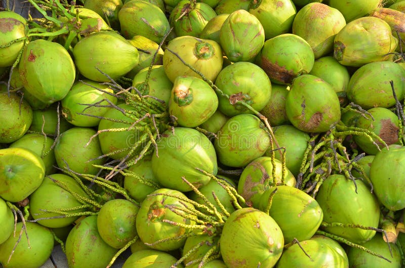 O fruto do coco. imagem de stock. Imagem de bark, vara - 31360627