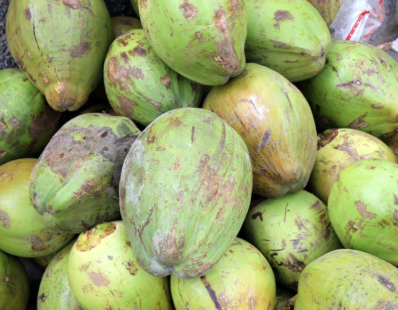 O fruto do coco. imagem de stock. Imagem de bark, vara - 31360627