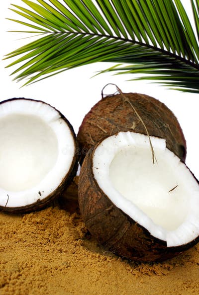 Coco stock photo. Image of holidays, coco, exotic, fruit - 5658658