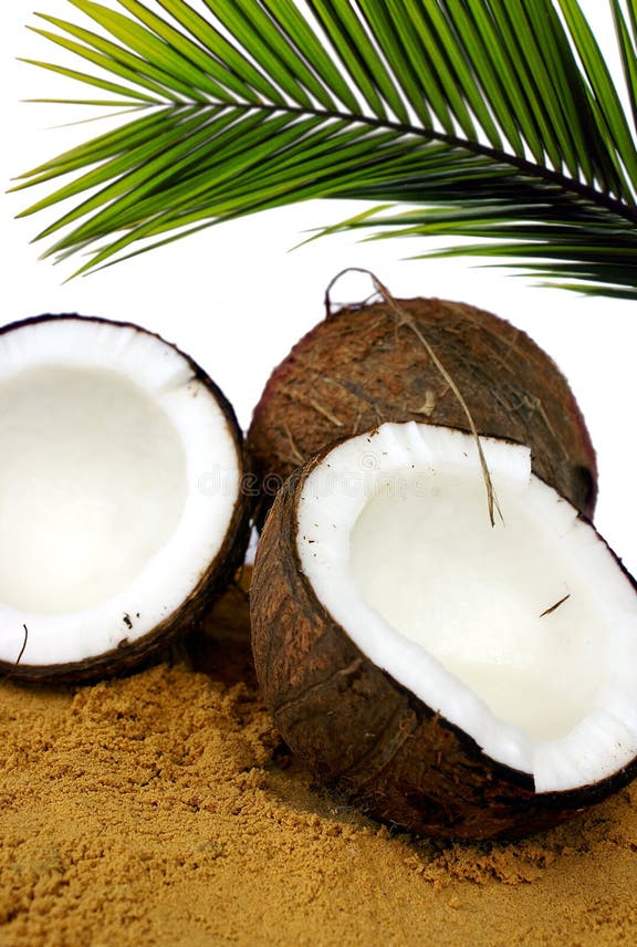 Coco stock photo. Image of holidays, coco, exotic, fruit - 5658658