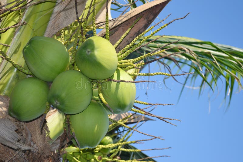 El Coco Es Una Planta Perenne. Perteneciente a La Familia De La Palma ...