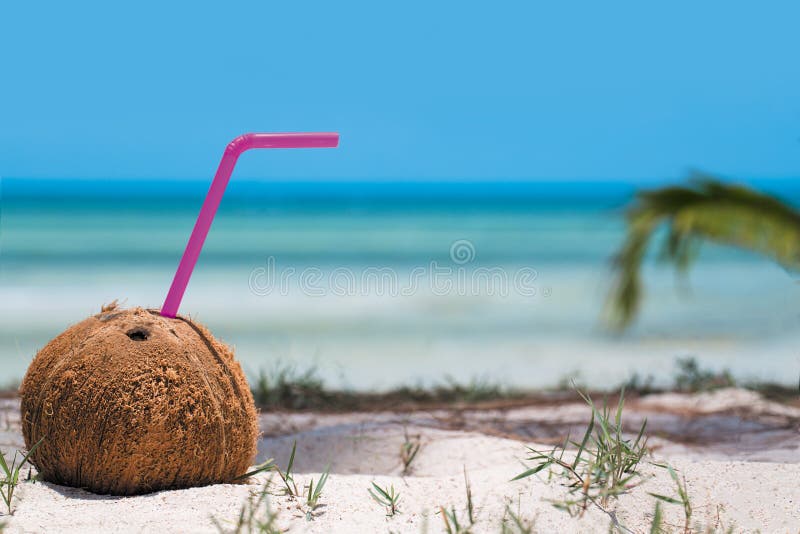 Coco imagem de stock. Imagem de ainda, curso, vida, coco - 77260151