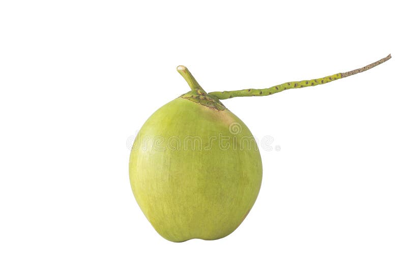 Coco Aislado Encendido Con El Fondo Limpio Imagen de archivo - Imagen ...