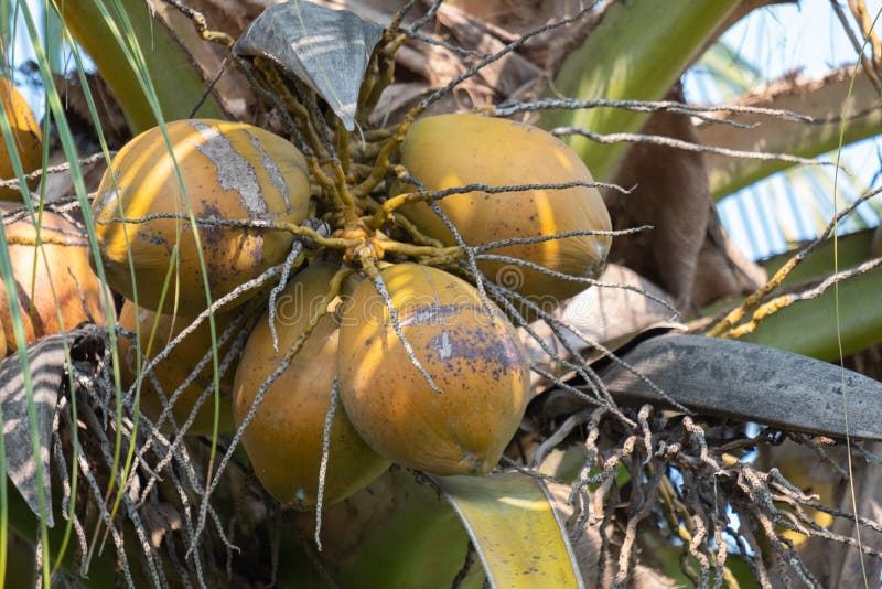 Coco amarelo foto de stock. Imagem de filial, naughty - 122962842