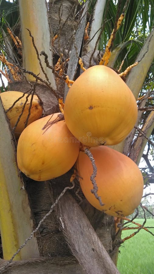 Coco Amarillo En La Palmera En Luz Del Sol Palmera Enana Malaya De Oro ...