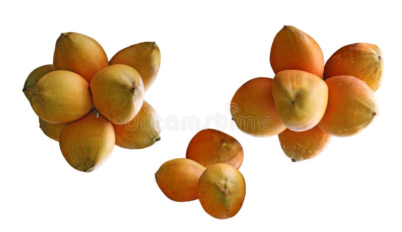 Coco Amarillo En La Palmera Palmera Enana Malaya De Oro Primer De Oro ...