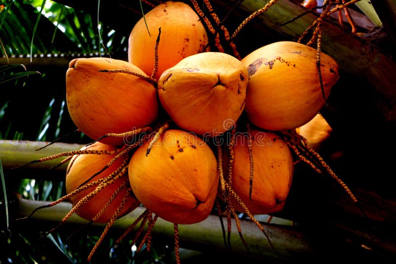 Un Manojo De Coco Verde Joven Foto de archivo - Imagen de joven ...